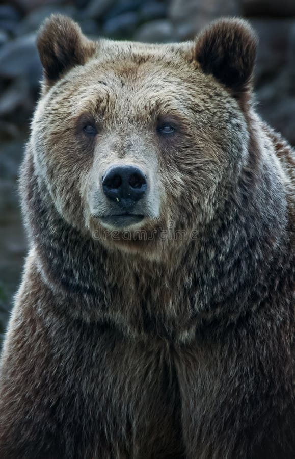 52,704 Bear Face Stock Photos - Free & Royalty-Free Stock Photos from ...