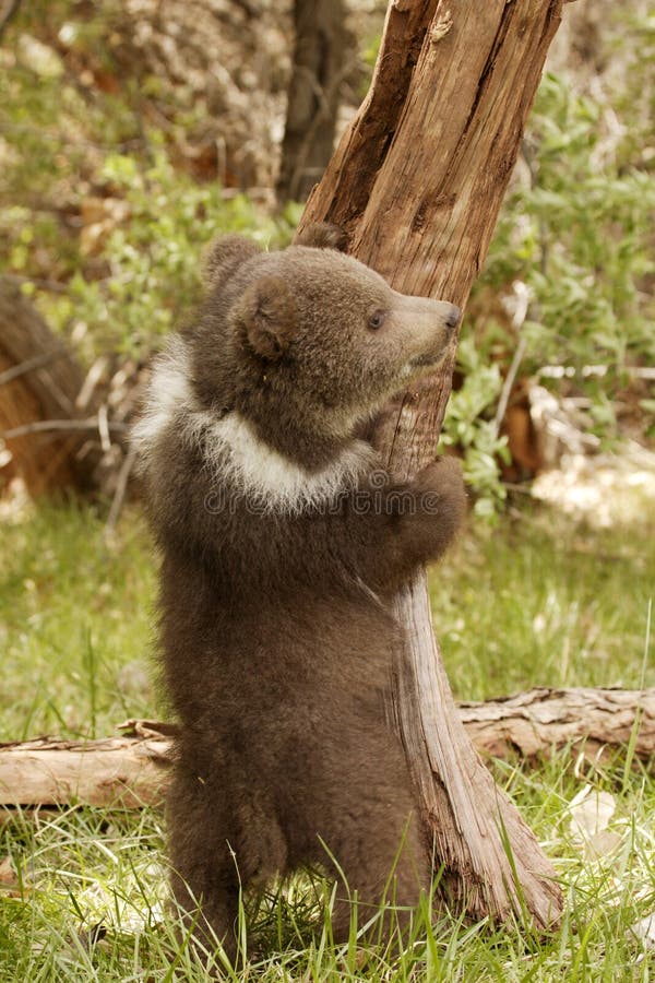 Grizzly Bear Cub stock image. Image of young, cute, green - 4030607