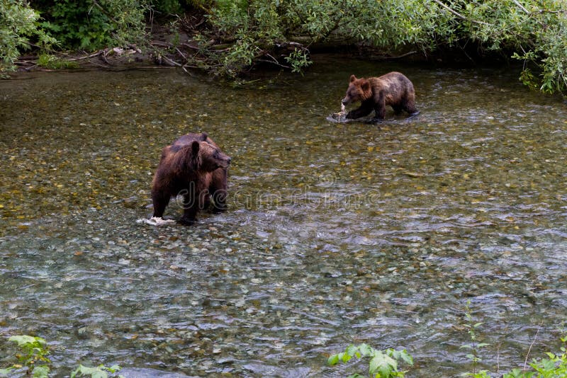 Grizzly bear stock image. Image of baby, grizzly, mammal - 84808701