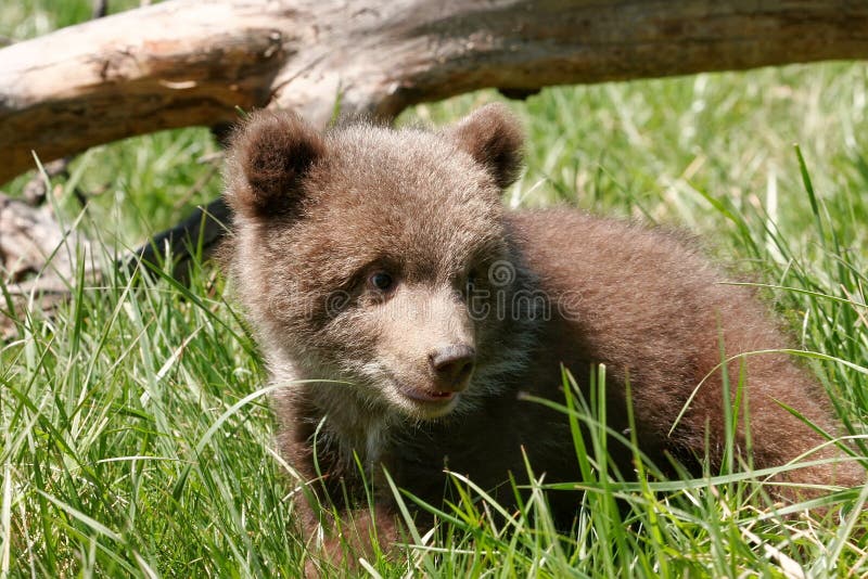 Grizzly Bear Cub Sitting in Green Grass Stock Photo - Image of grass ...
