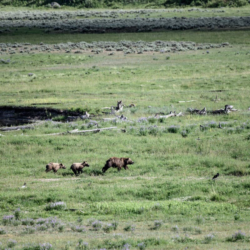Grizzly Bear and Cubs Run Across Open Field Stock Photo - Image of ...