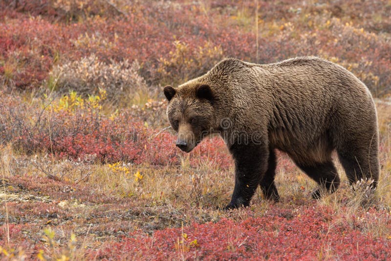 Grizzly Bear in Fall stock photo. Image of mammal, bear - 160841394