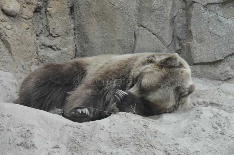 184 Black Bear Looking Back Stock Photos - Free & Royalty-Free Stock ...