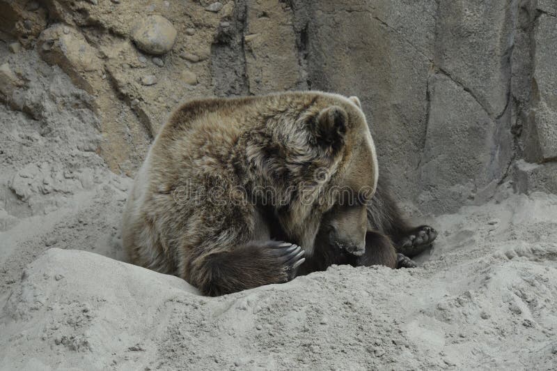 184 Black Bear Looking Back Stock Photos - Free & Royalty-Free Stock ...