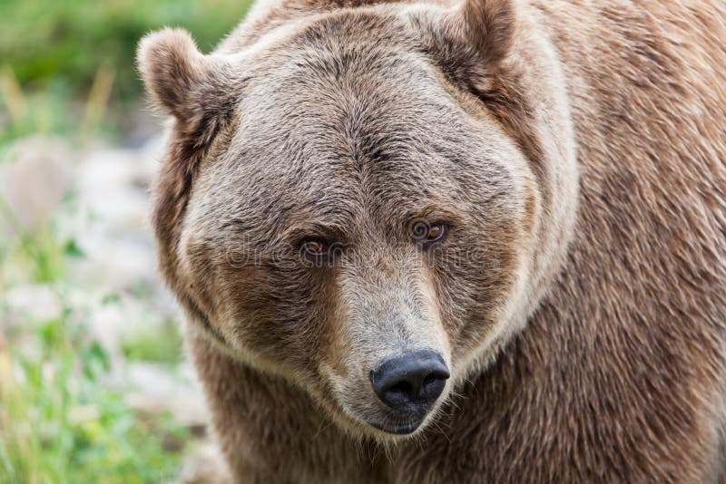 Cute Grizzly Bear Face stock image. Image of bozeman - 194438651