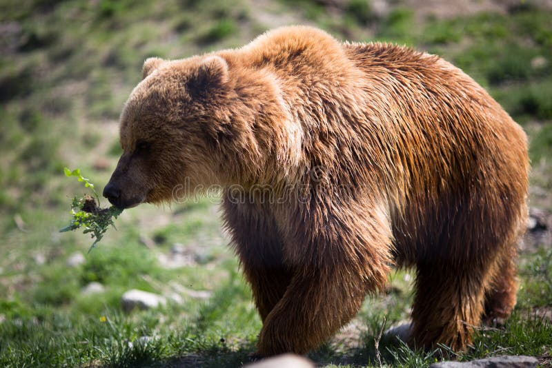 Grizzly Bear Profile Stock Photos - Download 228 Royalty Free Photos