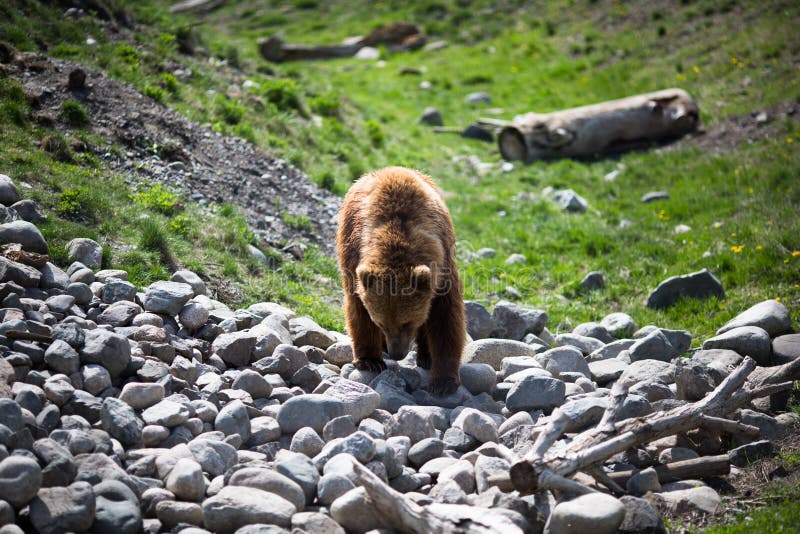 Grizzly bear stock image. Image of dangerous, national - 41155833