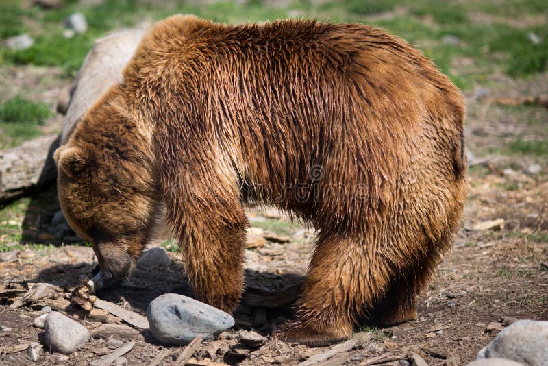 Grizzly bear stock photo. Image of national, alaskan - 41155372