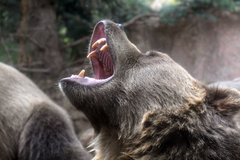 Growling Grizzly Bear stock photo. Image of growl, wildlife - 10679284