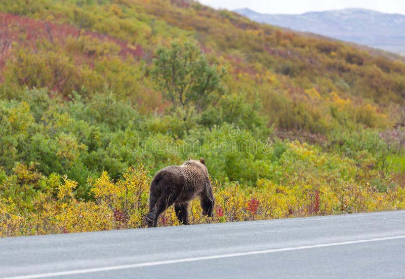 Grizzly bear stock image. Image of bear, closeup, season - 273237799