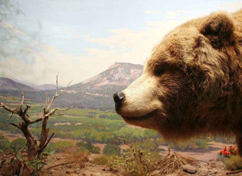 Grizzly Bear Head editorial photography. Image of predator - 4633347