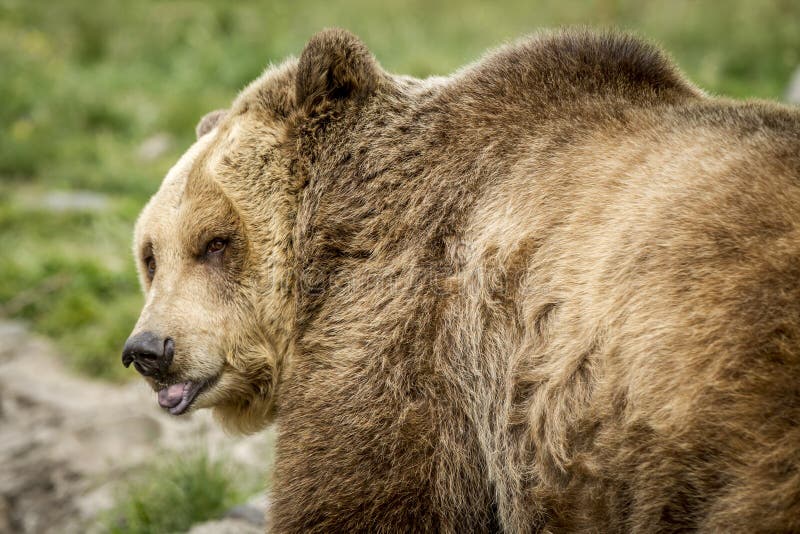 Grizzly bear looks back. stock image. Image of head, carnivore - 96216717