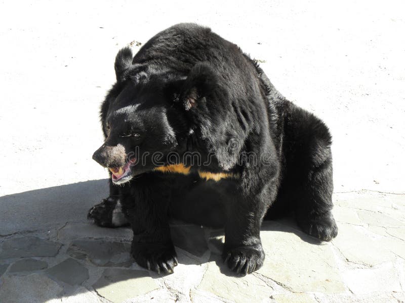 Grizzly bear stock photo. Image of grizzly, bear, moscow - 47736854