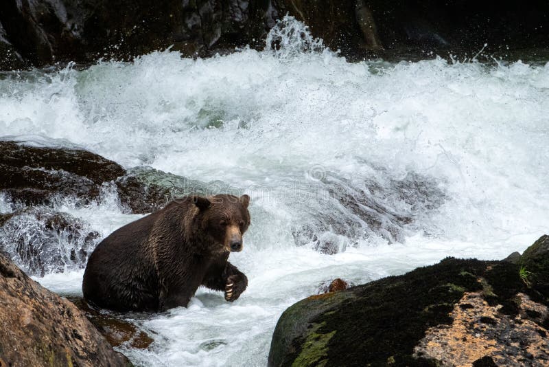 Grizzly Bear Near a Steamy River on the BC Coast Stock Image - Image of ...