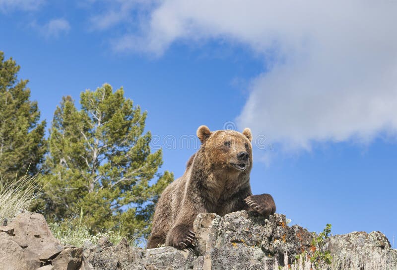 Grizzly Bear Overlook from Montana Ridge Stock Photo - Image of lying ...
