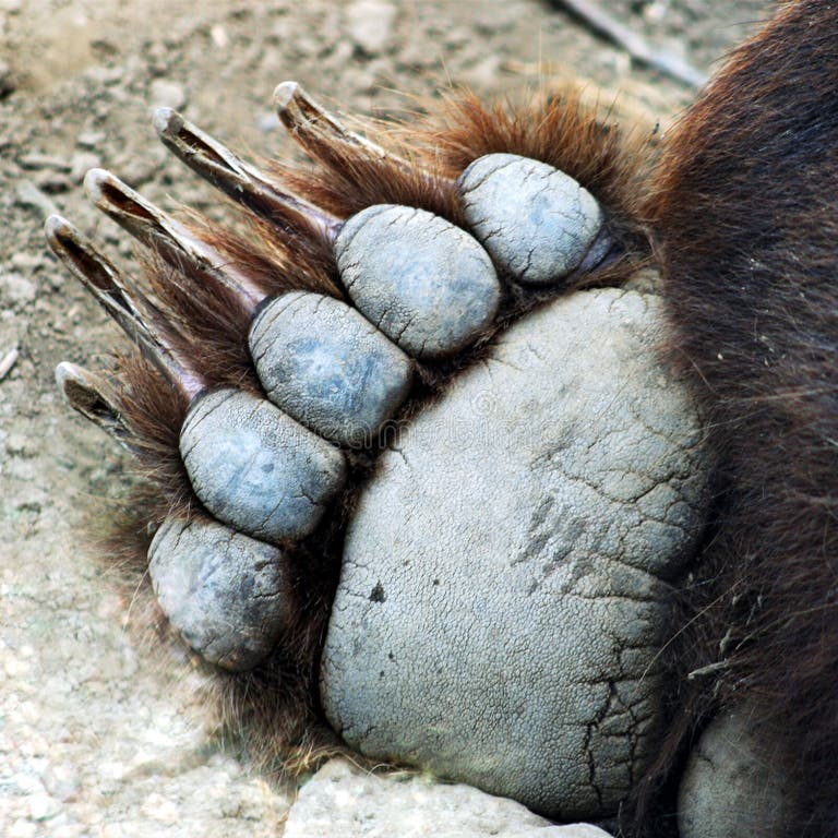 A Grizzly Bear Paw stock image. Image of natural, horribilis - 3269371