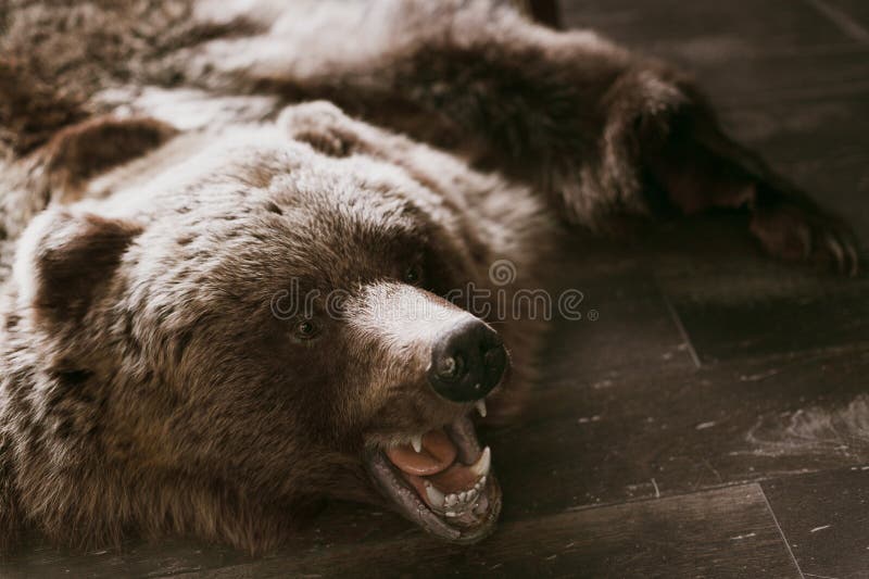 Grizzly bear pelt stock image. Image of threatening, hunter - 54713217