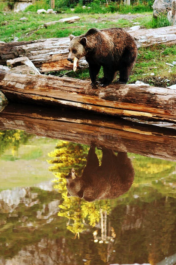 Grizzly Bear reflection stock image. Image of forage, reflect - 185621
