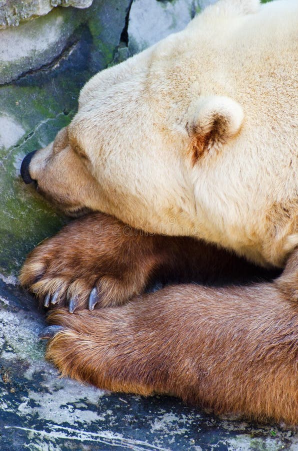 Grizzly bear resting stock photo. Image of mammal, bite - 151728686