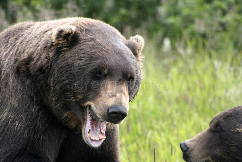 Grizzly Bear Roaring stock photo. Image of bears, peninsula - 17614864