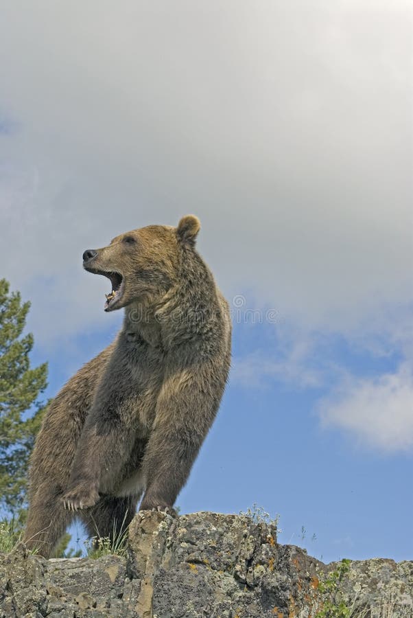 Grizzly Bear Roaring stock photo. Image of arctos, bear - 17614864