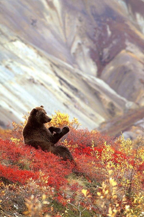 Grizzly Bear Sitting in Patch of Blueberries Eating (Ursus Arctos ...