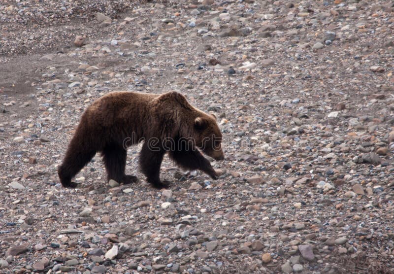 Grizzly Bear in Spring stock photo. Image of claws, travel - 17485544