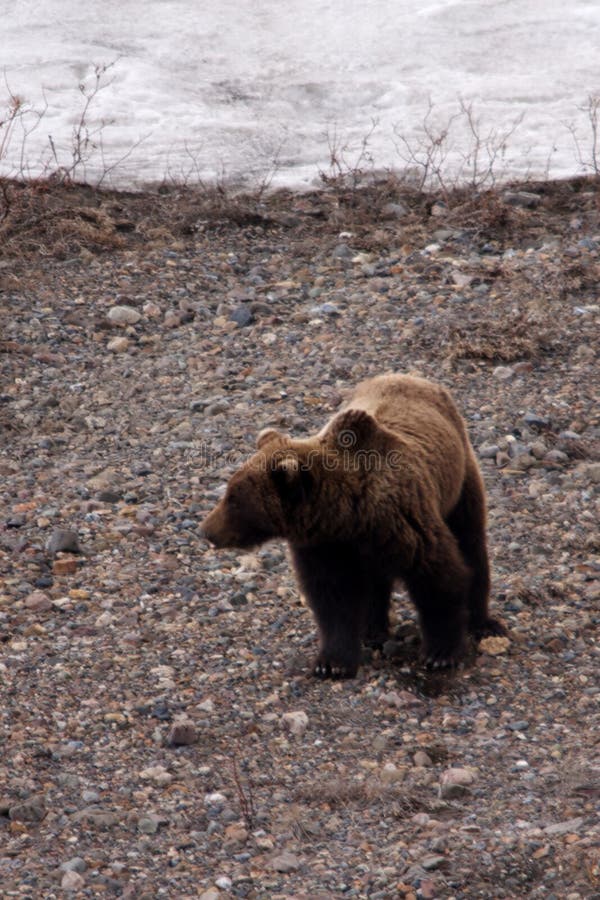 Grizzly Bear in Spring stock image. Image of wilderness - 17485539