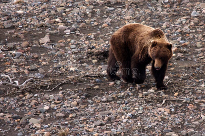 Grizzly Bear in Spring stock image. Image of wilderness - 17485539