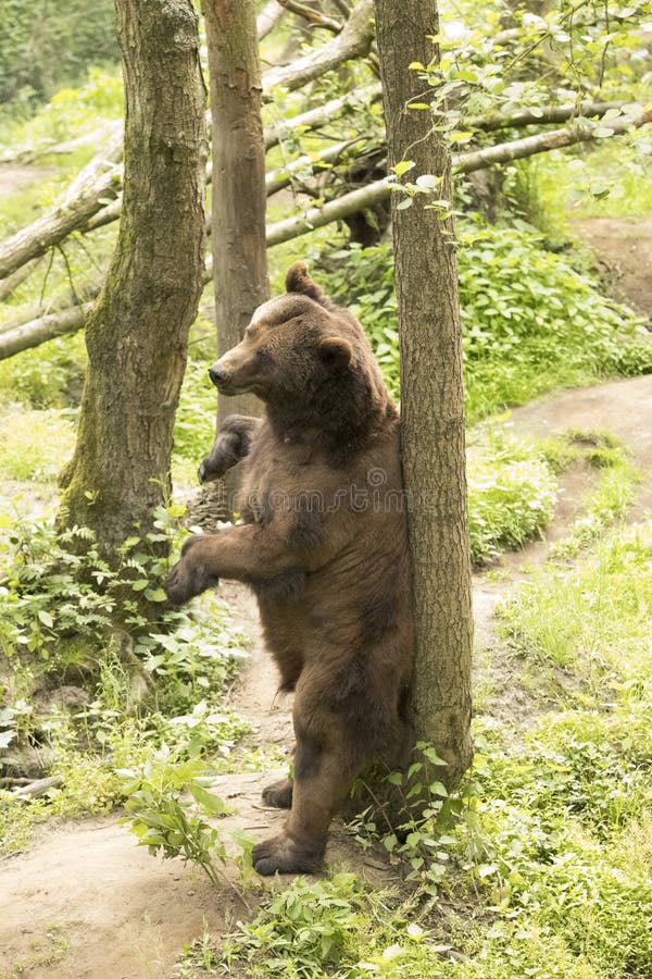 Grizzly bear standing stock photo. Image of animal, teeth - 101236690