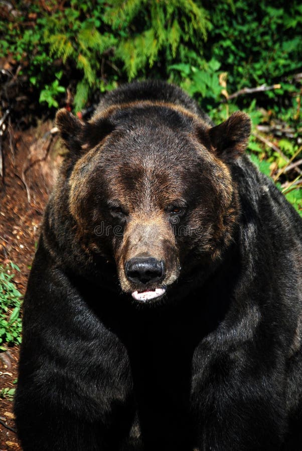 A Grizzly Bear Staring You Down. Stock Photo - Image of wild, animal ...