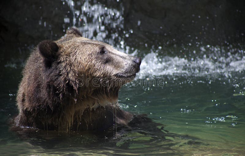 Black bear stock image. Image of sunlight, wildlife, mammal - 9990445