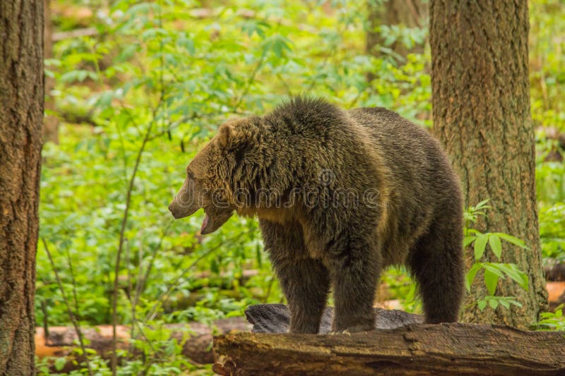 Grizzly Bear Ursus Arctos Horribilis on Log Stock Photo - Image of ...