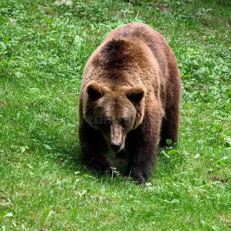 Grizzly Bear Walking on Grass Ground in the Forest Stock Photo - Image ...