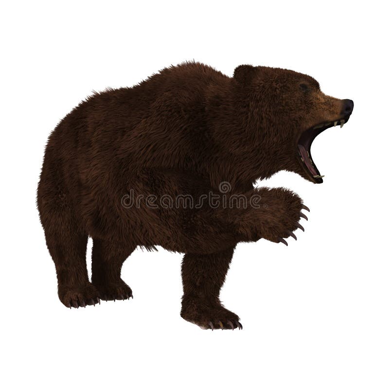 Grizzly Bear White Background