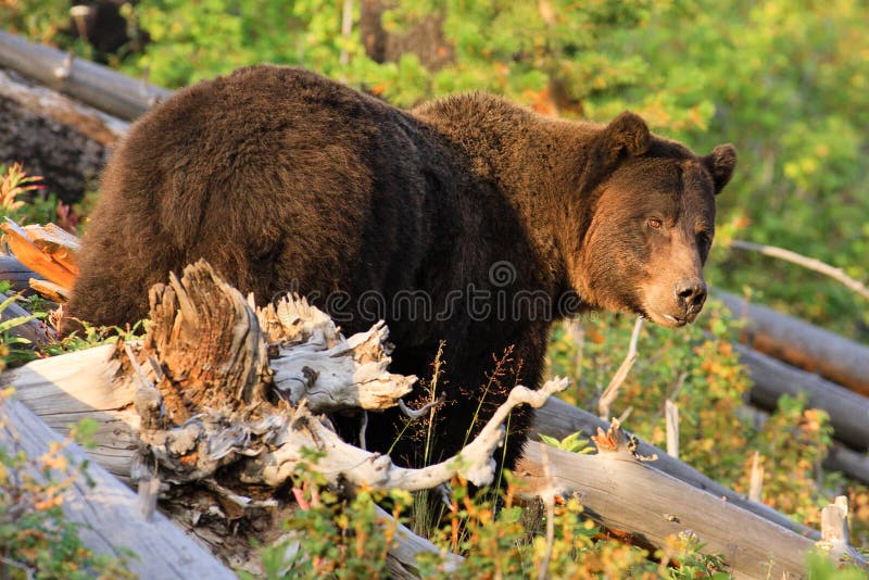 Grizzly Bear, Yellowstone National Park Stock Photo - Image of national ...