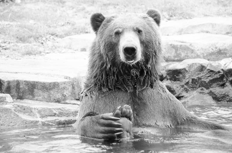 Chilling Grizzly Bear stock photo. Image of northest - 122914754