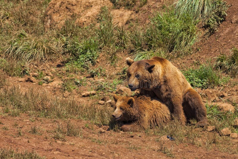 Grizzly Bears Copulating Stock Photos - Free & Royalty-Free Stock ...