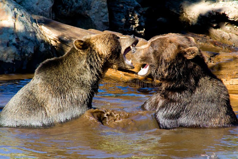 Grizzly Bears fighting stock photo. Image of predator - 6606114