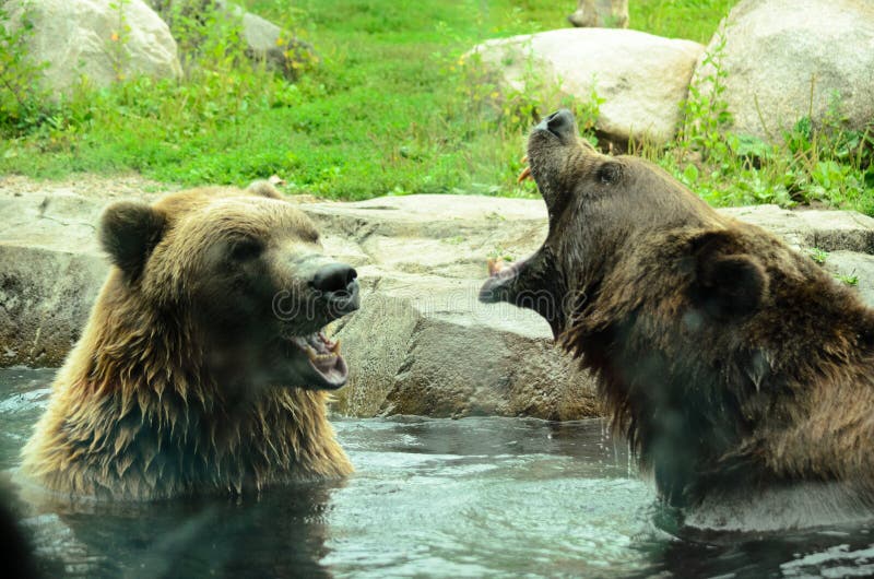 Growling Bears stock image. Image of wildlife, brown - 16507221