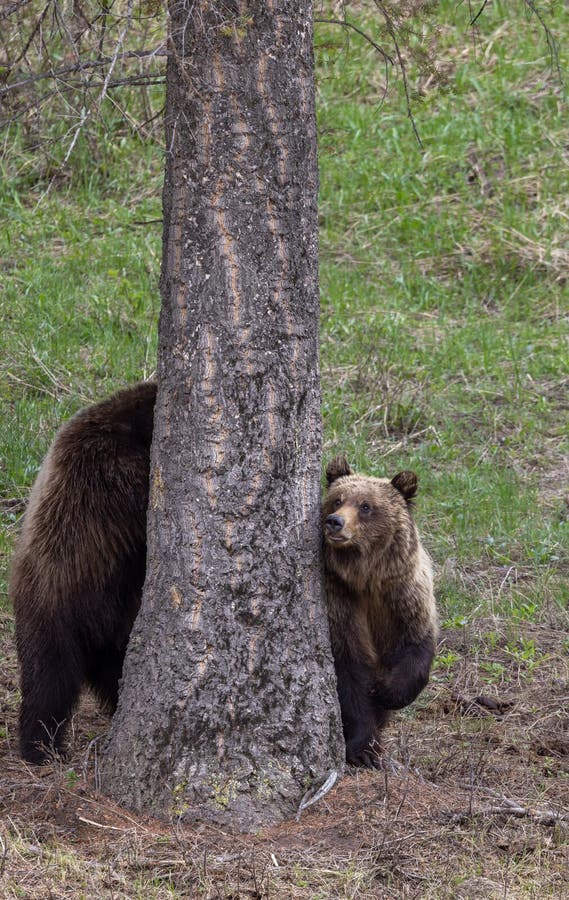 Grizzly Bears in Yellowstone National Park in Spring Stock Photo ...