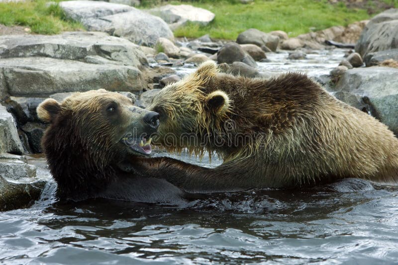 Grizzly (Brown) Bear Fight stock image. Image of animosity - 19108977