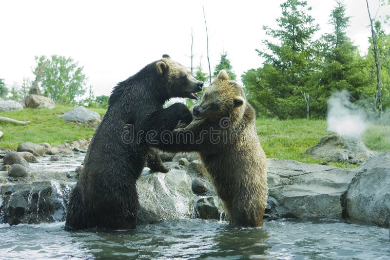 9+ Grizzly brown bear fight Free Stock Photos - StockFreeImages