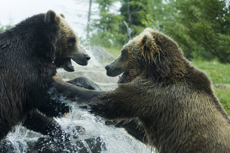 9+ Grizzly brown bear fight Free Stock Photos - StockFreeImages