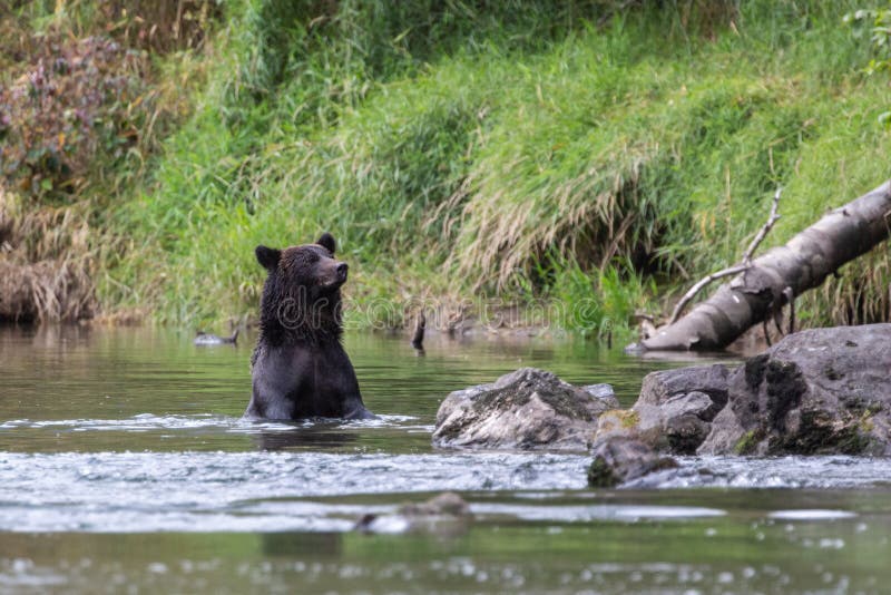 A Grizzly Brown Bear in a River in Canada Stock Photo - Image of coola ...