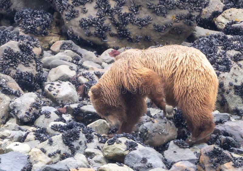Grizzly Brown Bear on the Rocky River Shore Stock Photo - Image of ...