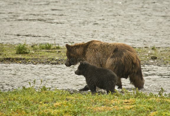 Grizzly with cub stock photo. Image of aggression, preserve - 18754042