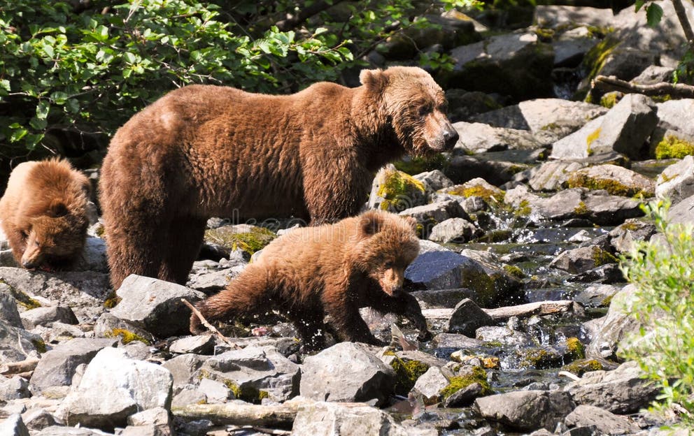Grizzly Cub Catches First Fish Stock Image - Image of fishing, wildlife ...