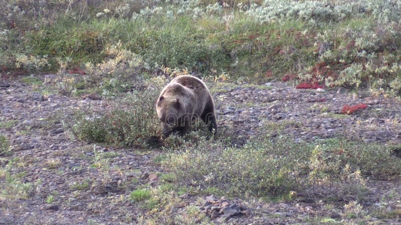Grizzly Eating Berries in Fall Stock Video - Video of fall, animal ...