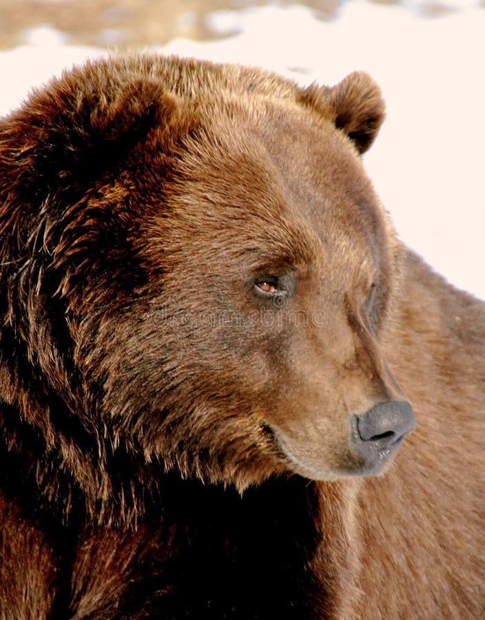 Grizzly Eye stock photo. Image of break, center, arctos - 57713524